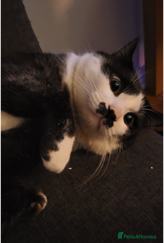 Male cat needing a new home for sale in Llandudno Junction | Pets4Homes