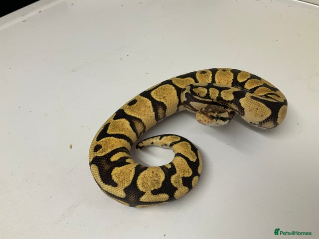 Royal Pythons for sale in Mansfield | Pets4Homes