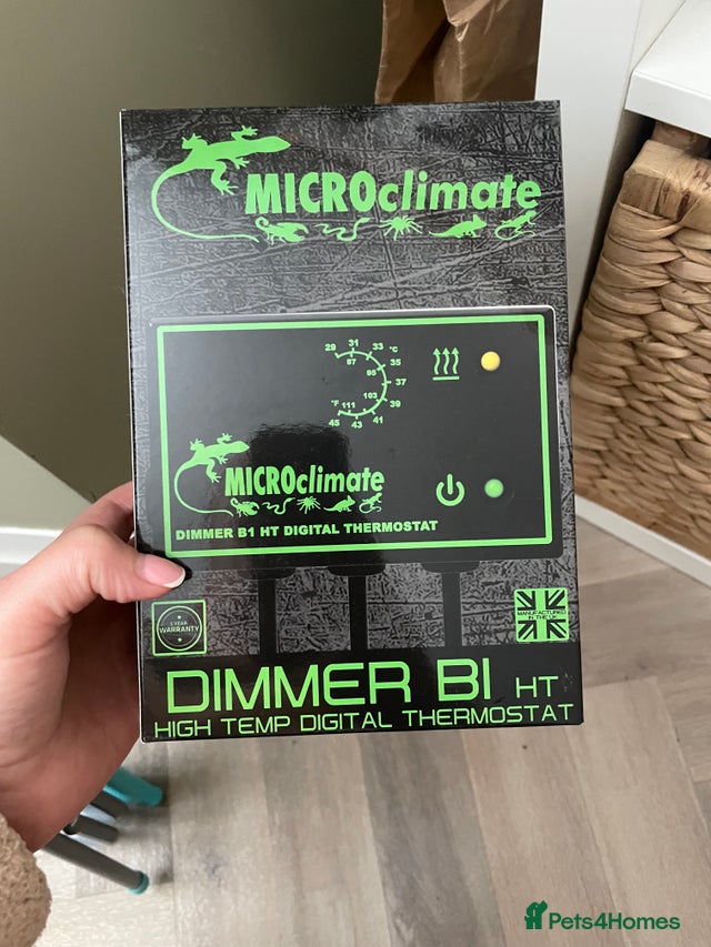 Female leopard gecko for sale in Liverpool | Pets4Homes