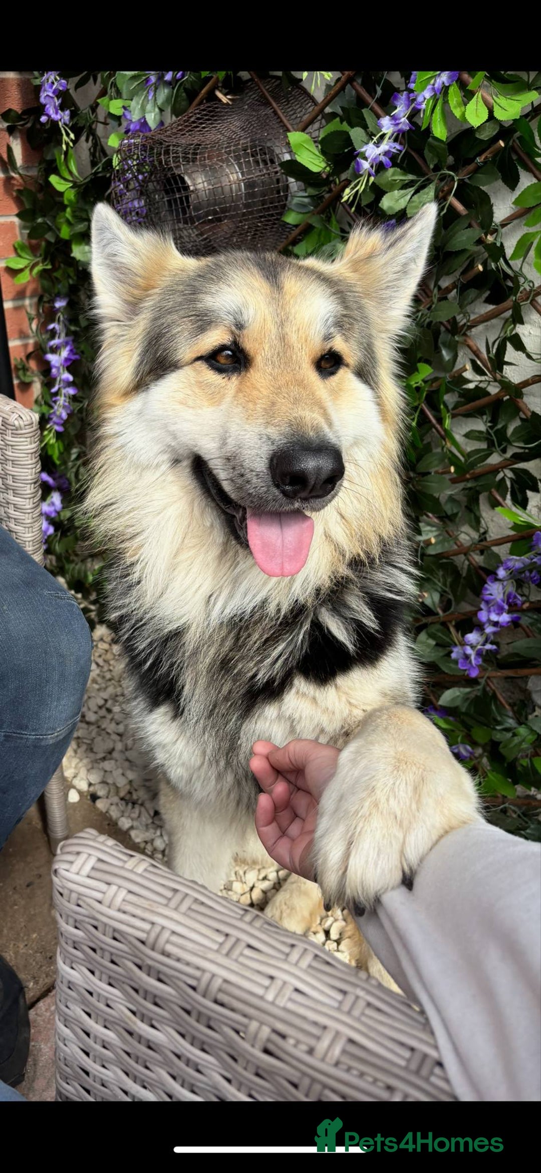 Male German shepherd dog for sale in Horncastle | Pets4Homes