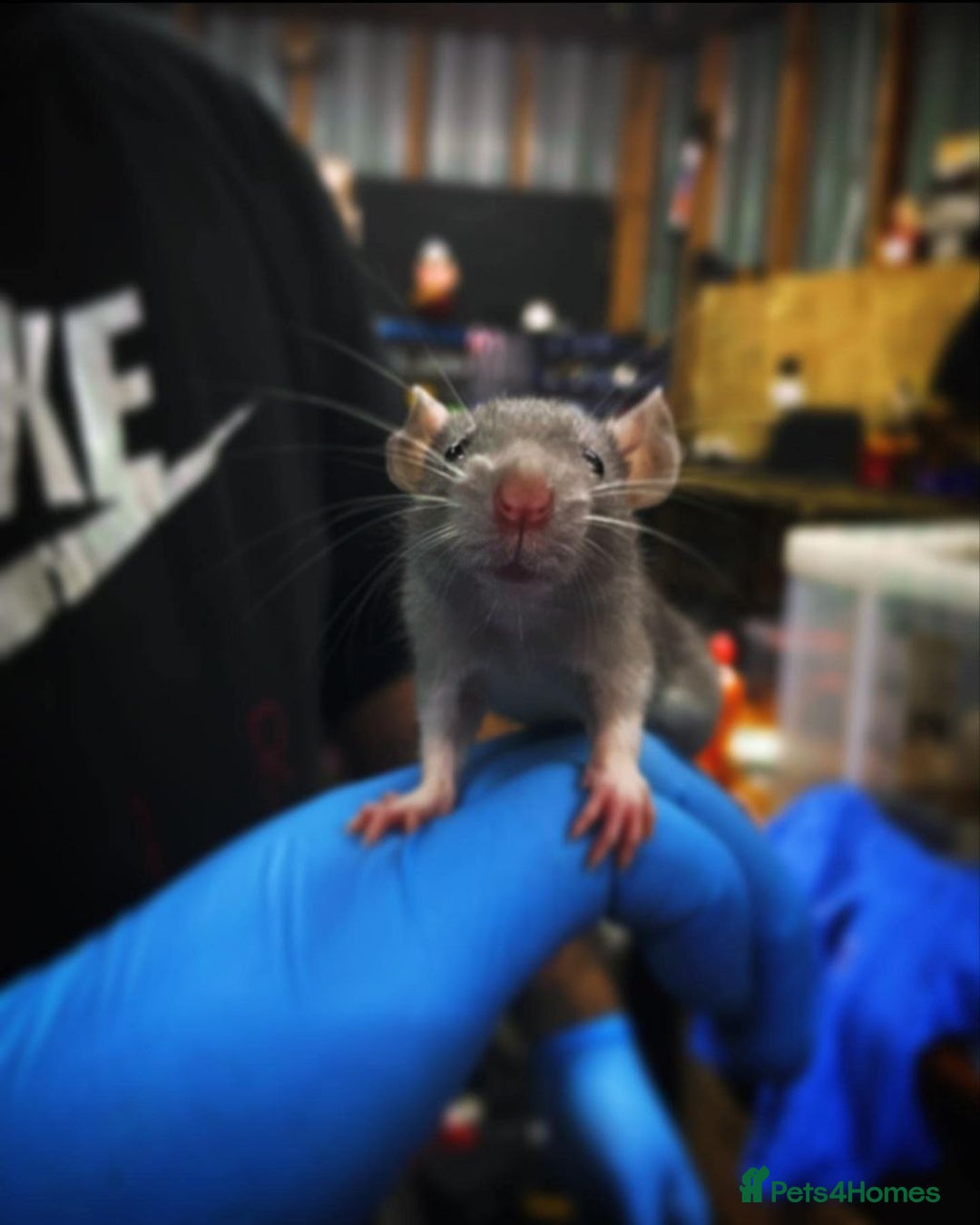 Baby Dumbo / Fancy Rats Ready To Leave Now! for sale in Hull | Pets4Homes
