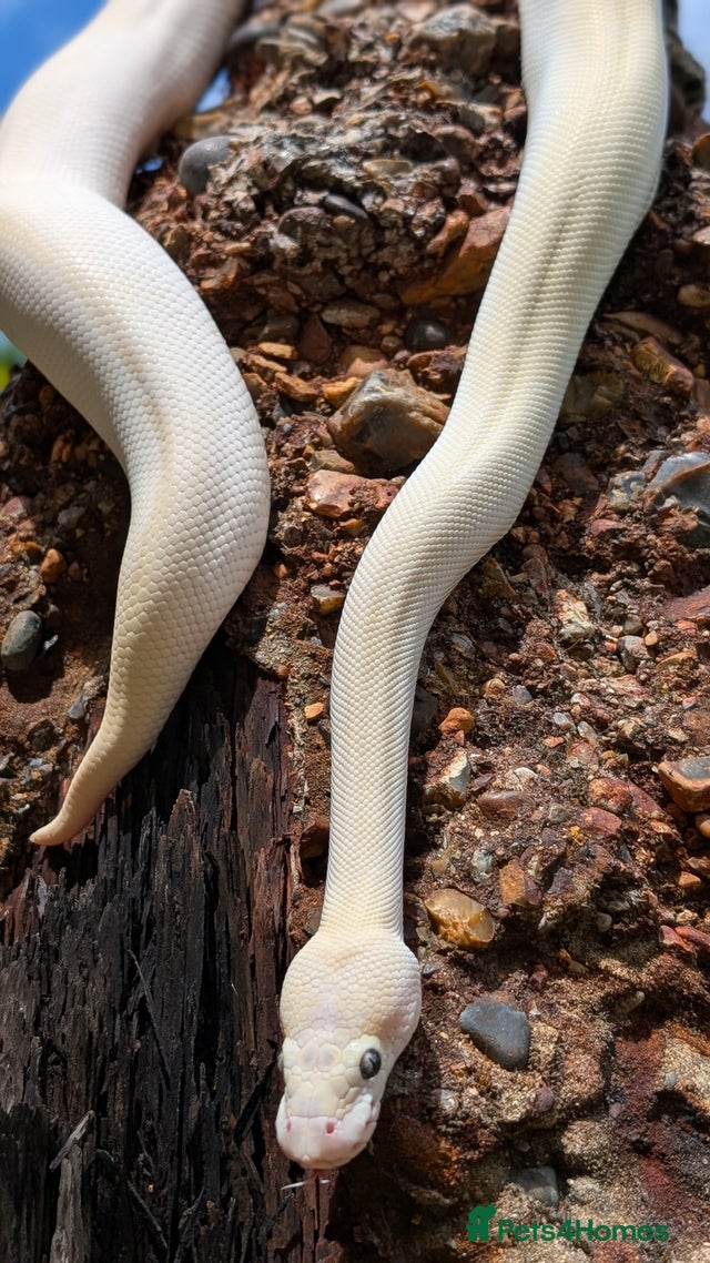 Blue-Eyed lucistic royal python for sale in Southampton | Pets4Homes