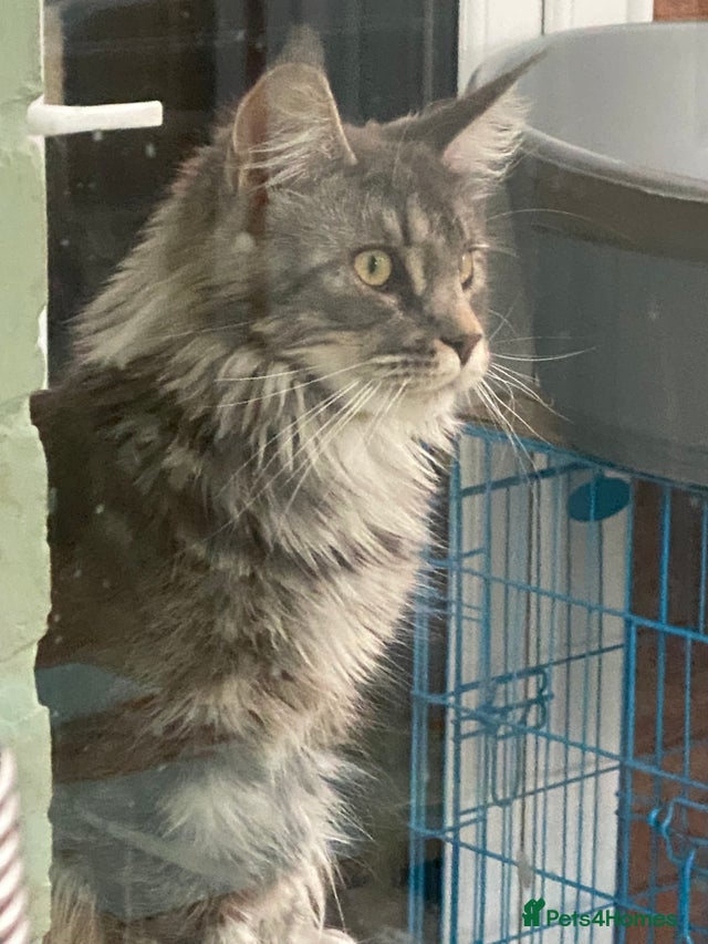 Beautiful polydactyl Maine coon girl for sale in Birmingham | Pets4Homes