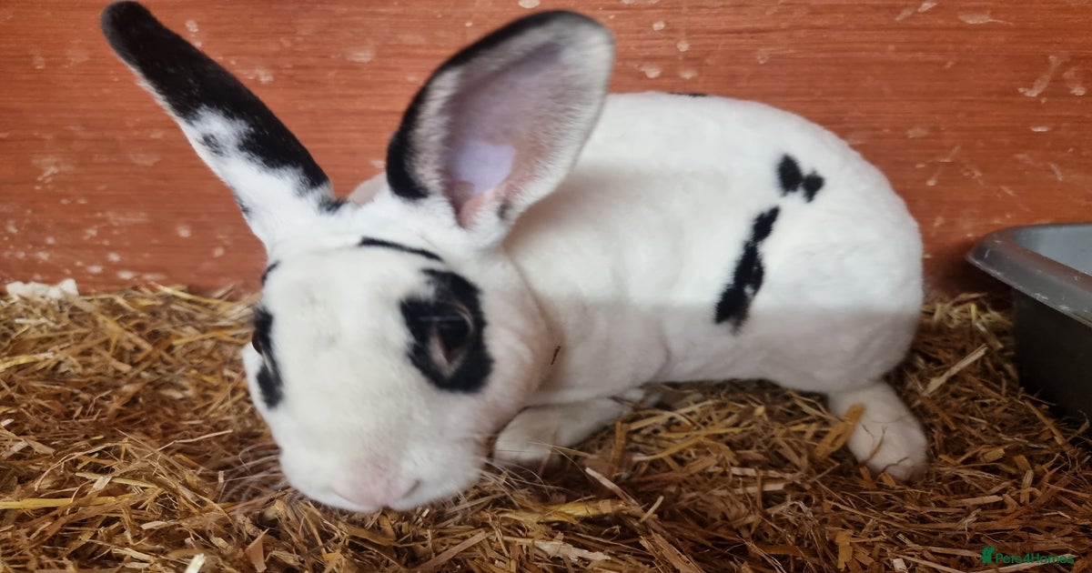 "Domino" mini rex male for sale in Sevenoaks | Pets4Homes