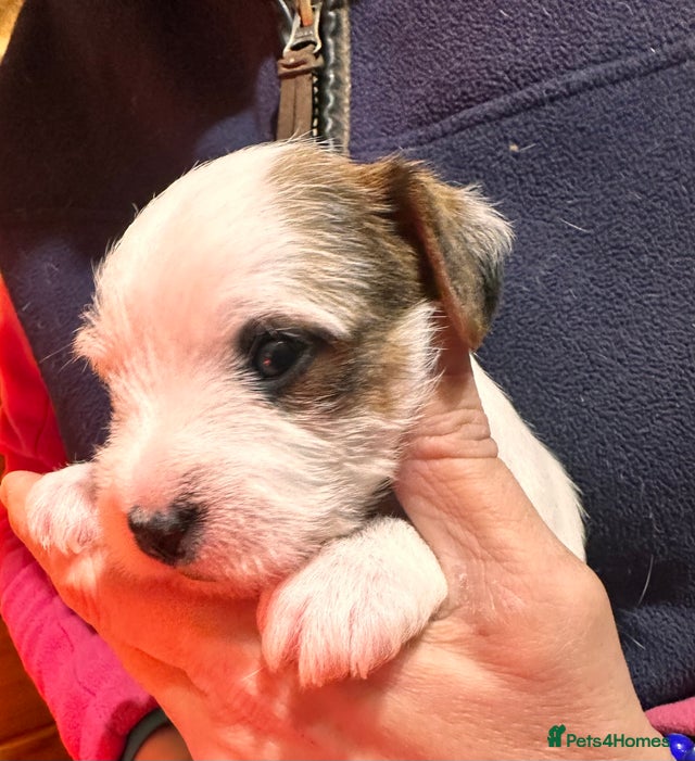 Stunning litter for sale in Lincoln | Pets4Homes