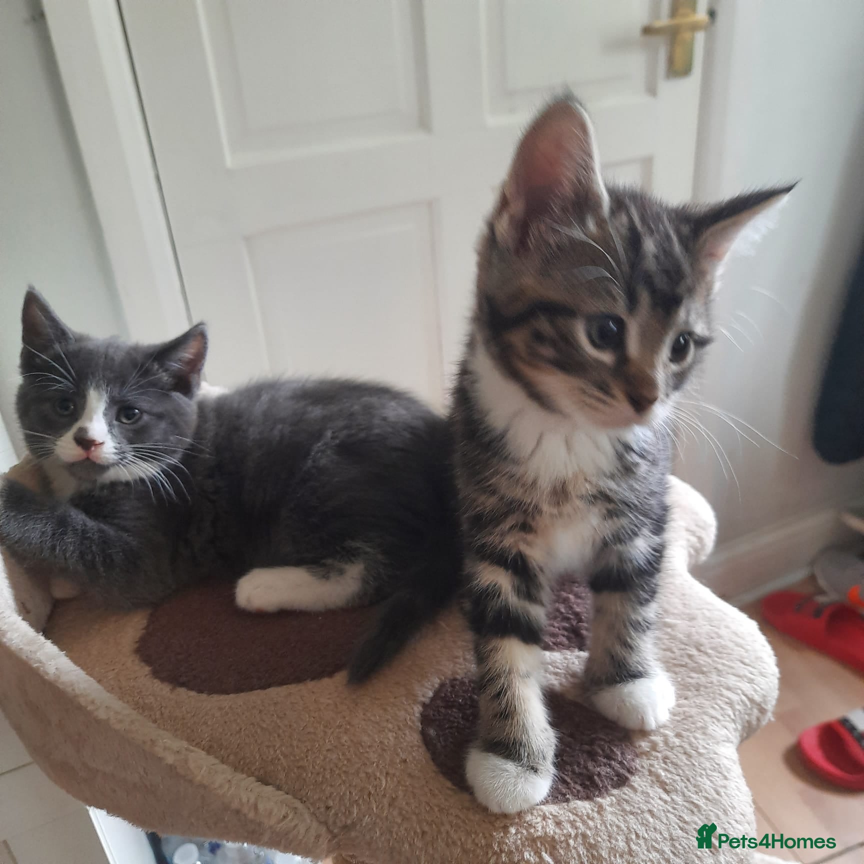 Three sweet kitens for good house for sale in Hounslow | Pets4Homes