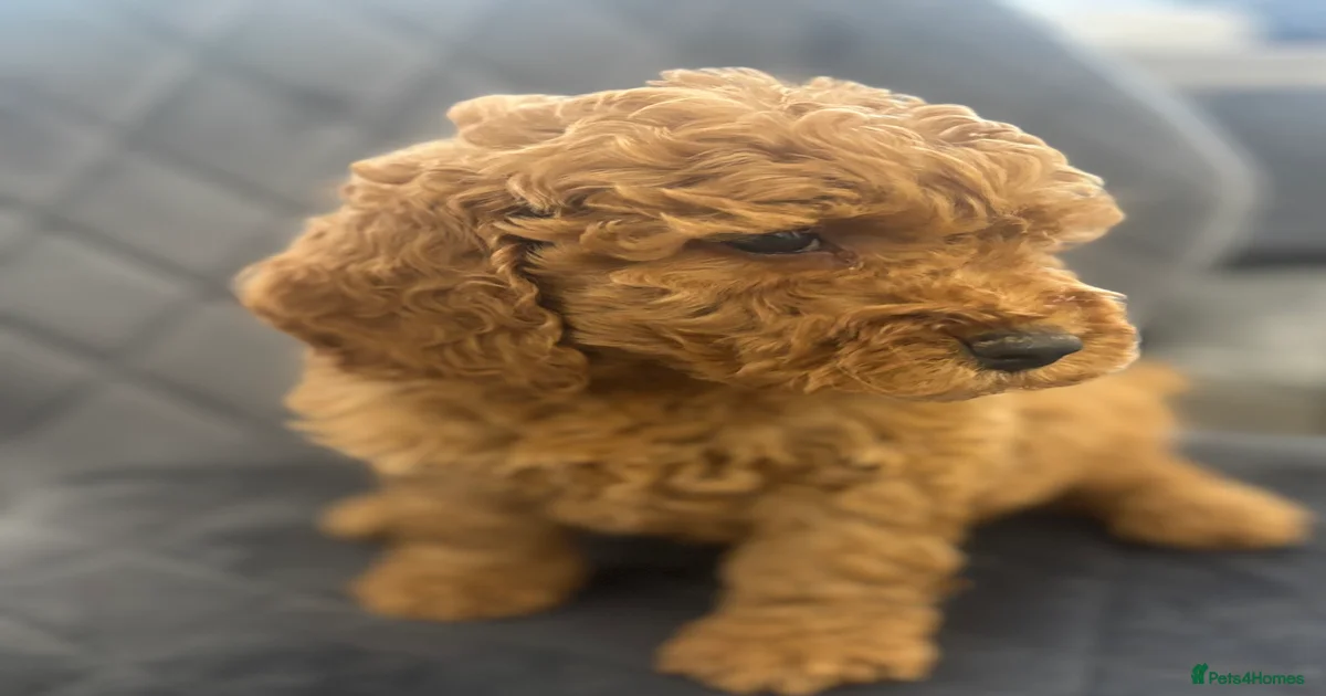 F1 Ruby Red Cavapoo pups for sale in Leatherhead | Pets4Homes