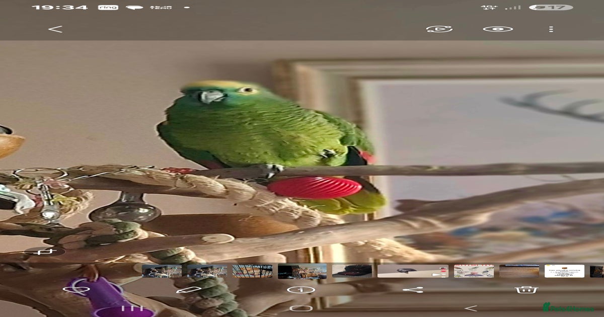 amazon parrot for sale in Chorley | Pets4Homes