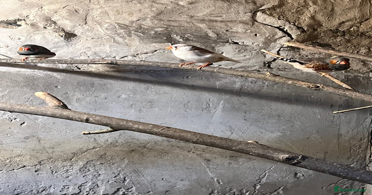 Zebra finches for sale in Newton Stewart | Pets4Homes