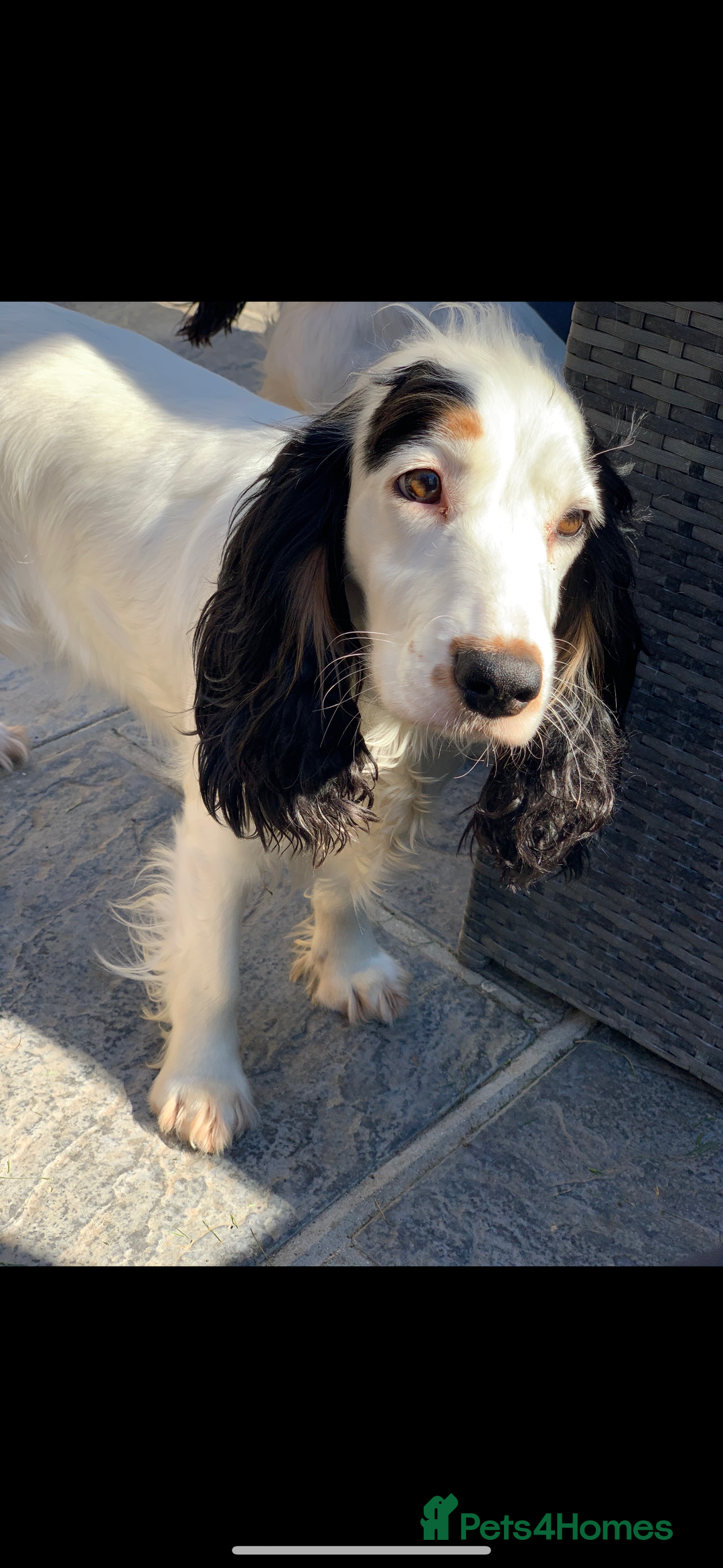 4 girl cocker spaniels kc registered for sale in Orpington | Pets4Homes