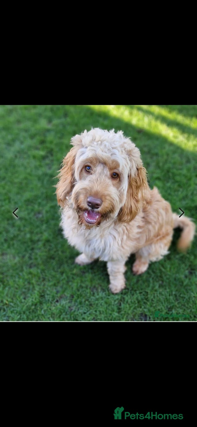 Female 3 year old cockapoo for sale in Lincoln | Pets4Homes