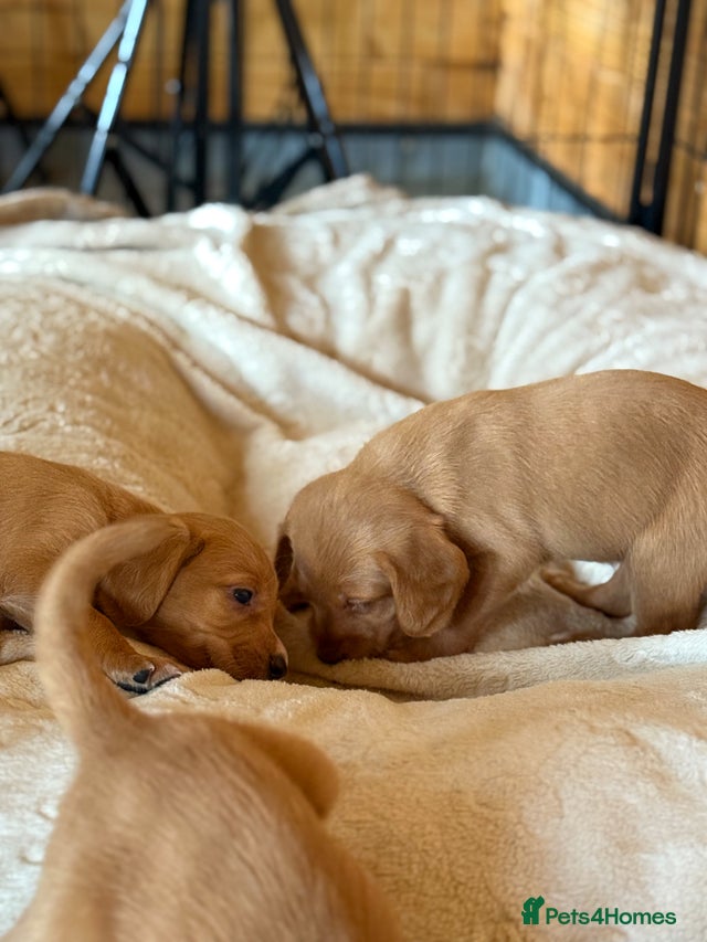 Beautiful Deep Dark Red Cockerdors Cockadors for sale in Sleaford ...