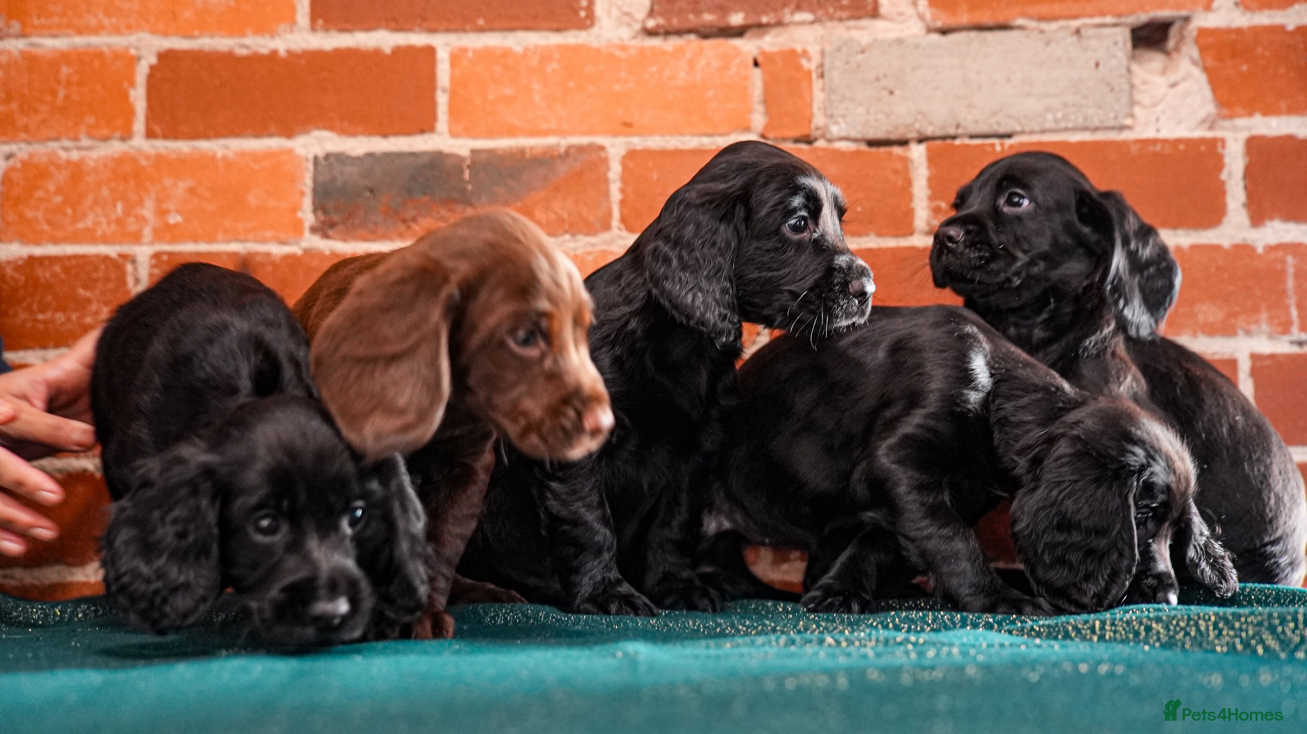 Hybrid Spaniels, Cockerdor, working dog for sale in Holmfirth | Pets4Homes