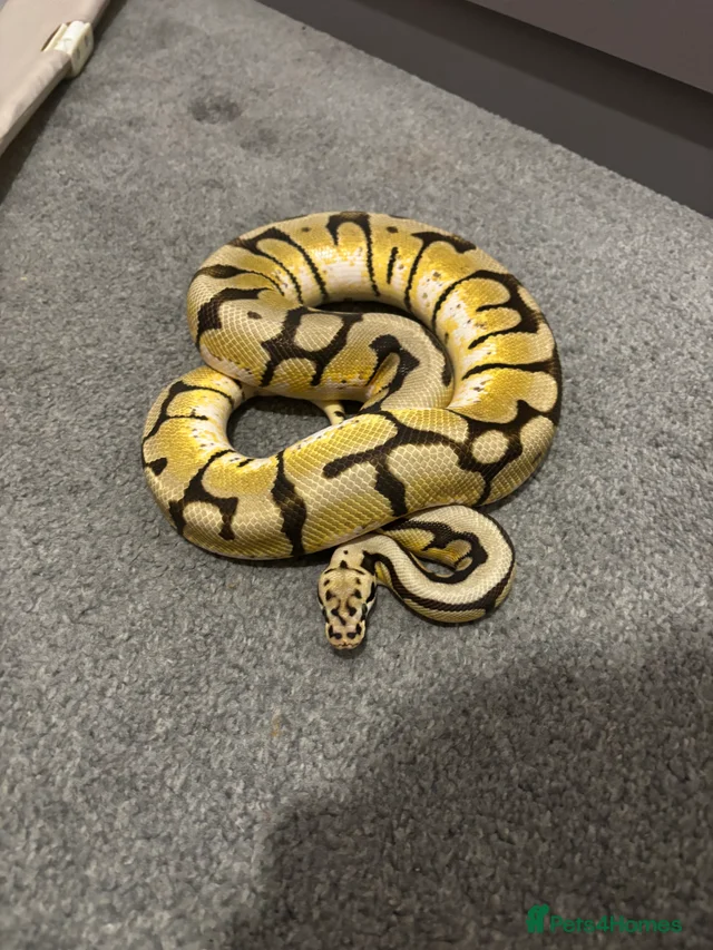 Bumblebee ball python for sale in London | Pets4Homes