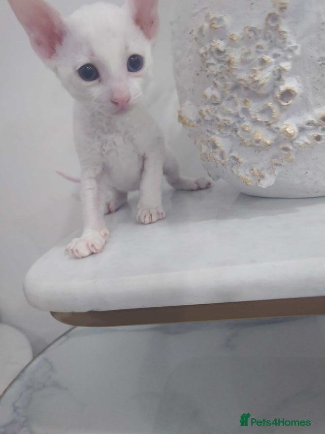 Cornish Rex for sale in Boston | Pets4Homes