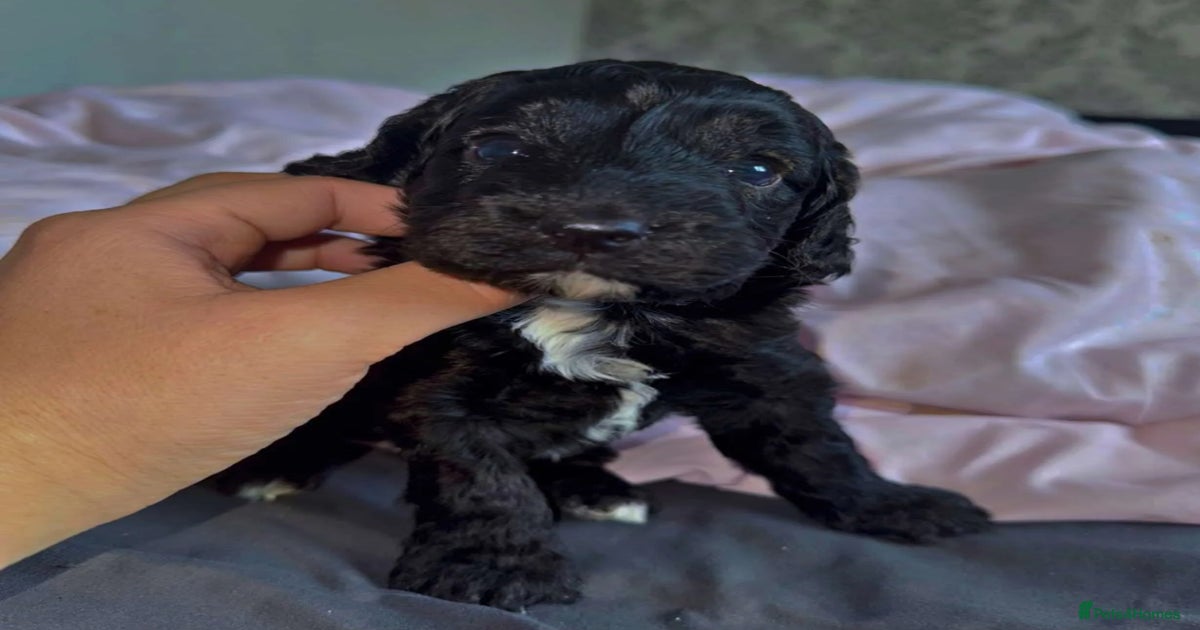 F2 cockapoo puppies for sale in Ayr | Pets4Homes