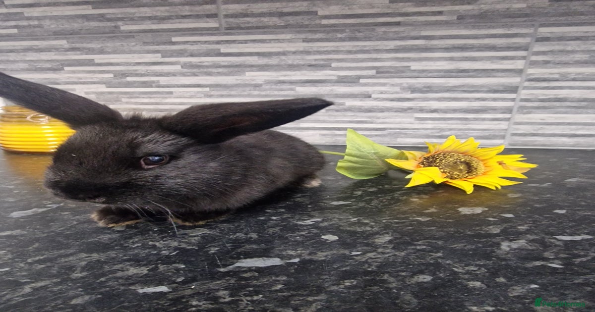 Baby rabbits 8 weeks old for sale in Chatham | Pets4Homes