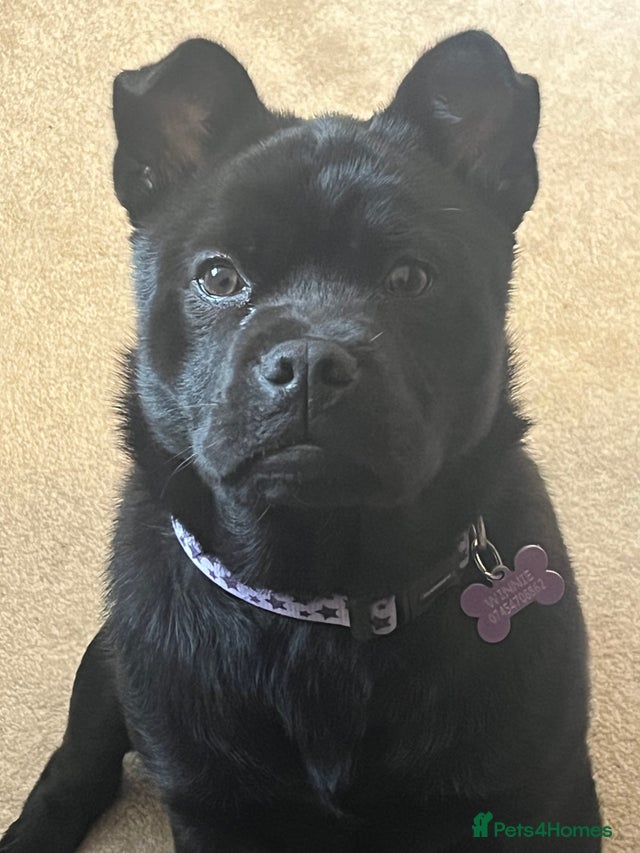 Pug x chow chow for sale in Stafford | Pets4Homes