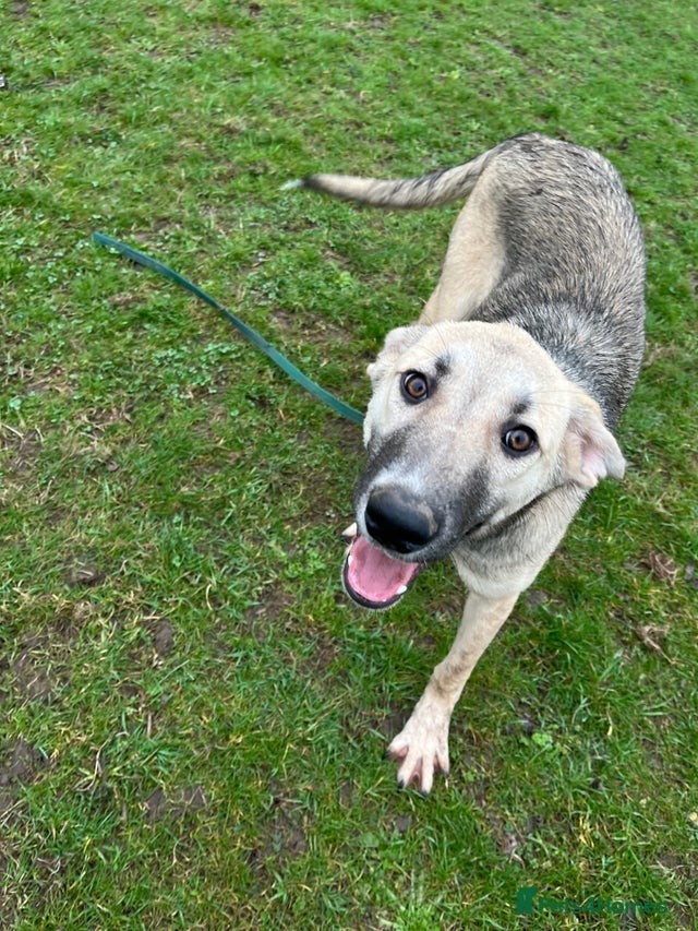 💜 Cuddley Cariad 💜 for adoption in Kidderminster | Pets4Homes