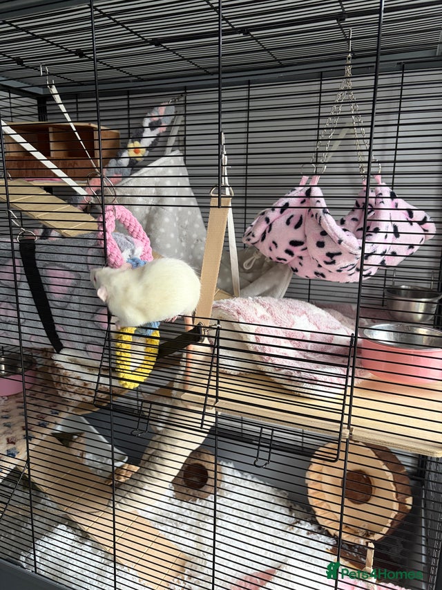 4 female dumbo rats + entire setup for sale in Brierley Hill | Pets4Homes