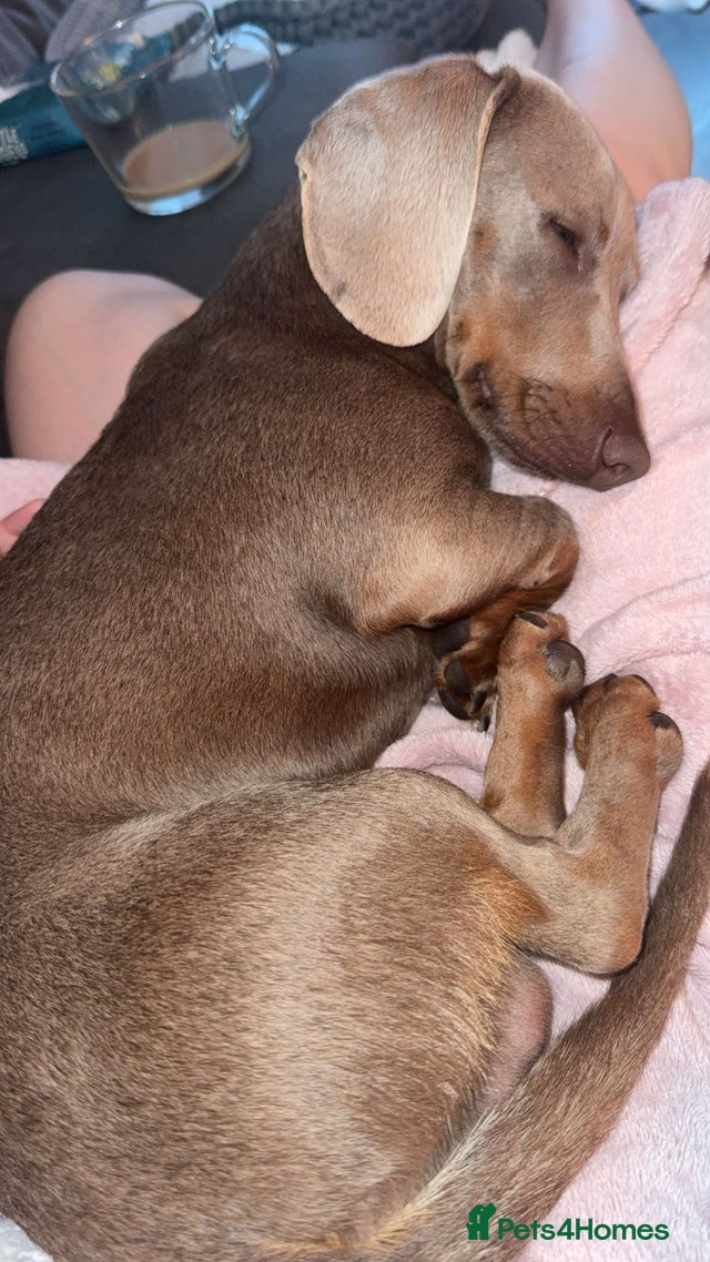 Isabella tan miniature dachshund for sale in Rochdale | Pets4Homes
