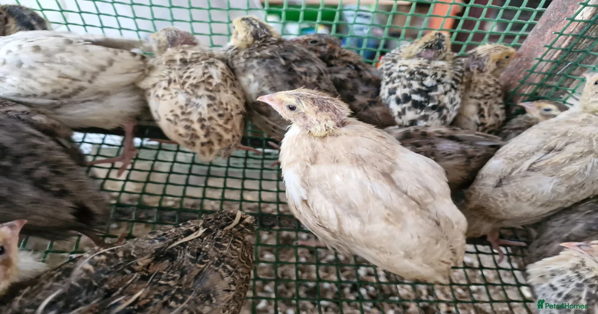 Quail Chicks For Sale for sale in Bradford | Pets4Homes