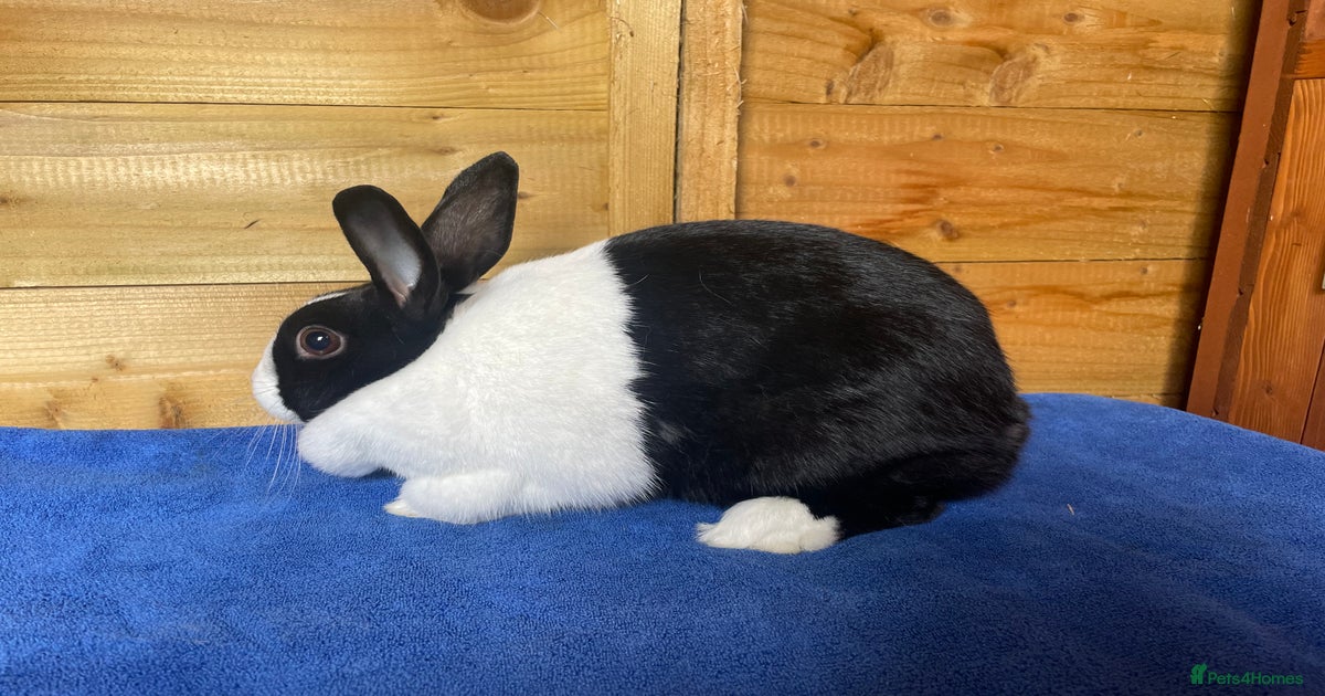 Female Dutch Rabbit for sale in Malton | Pets4Homes