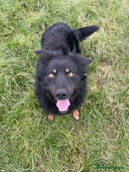 Huntaway Dogs Breed - Information, Temperament, Size & Price | Pets4Homes