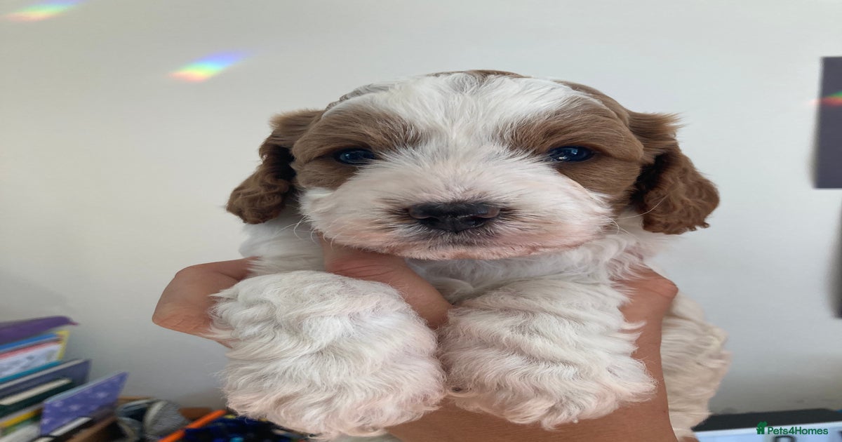 5 week old litter of Cavapoo puppies for sale in Salisbury | Pets4Homes