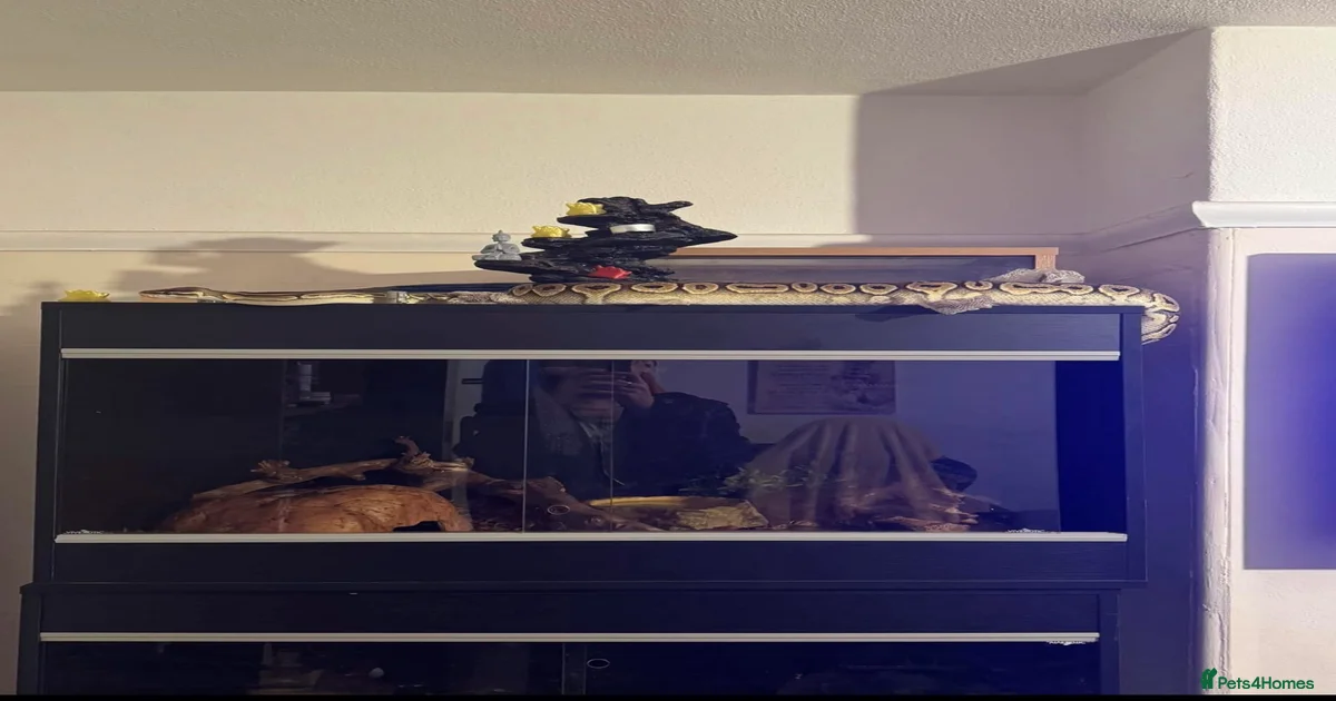 Seal Python Snake Reptiles for sale | Pets4Homes