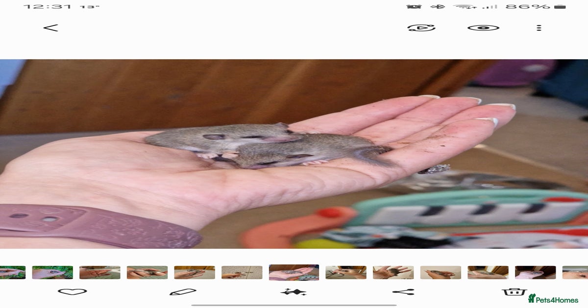 Breeding Colony African Pygmy Dormice for sale in Bristol | Pets4Homes