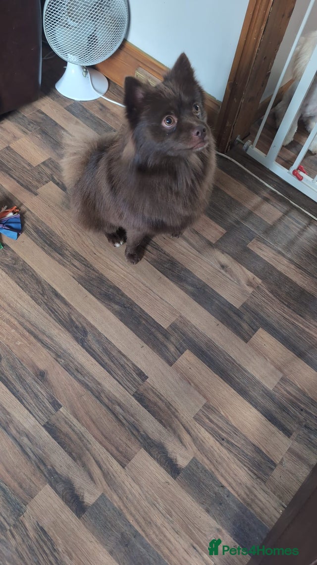 Bear is a german spitz for stud in Romford | Pets4Homes