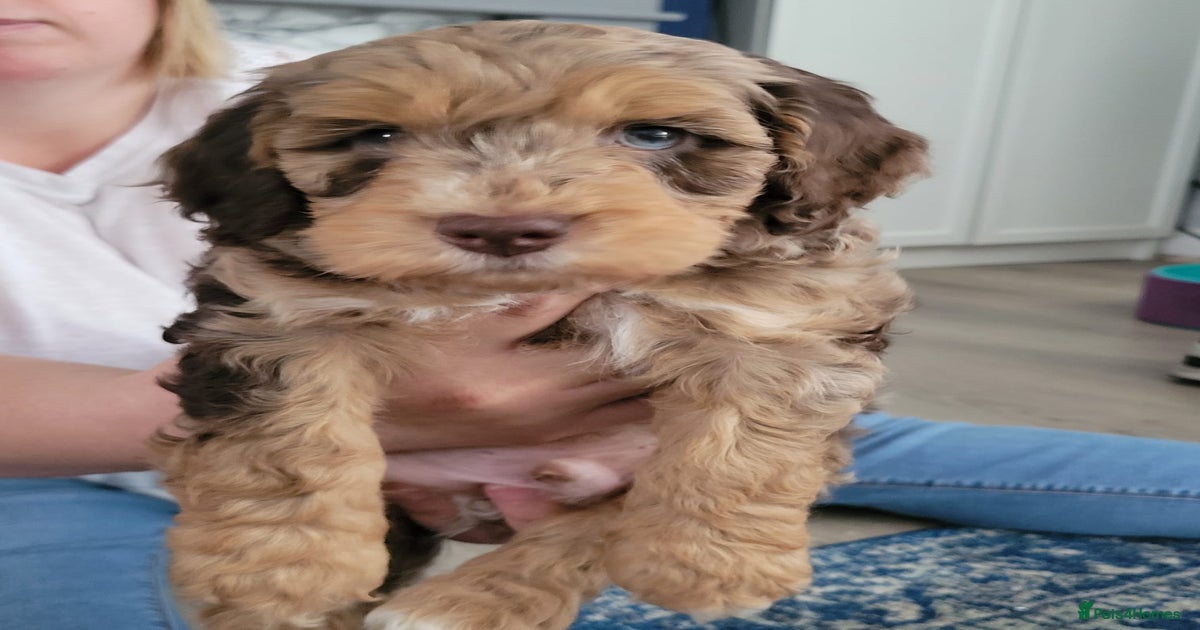 Stunning rare Chocolate Merle Cockapoo for sale in | Pets4Homes