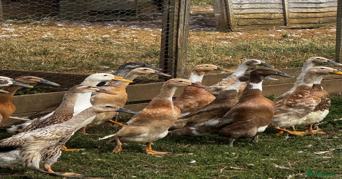 Indian Runners, Call Ducks, Saxonys, Appleyards for sale in Romsey ...
