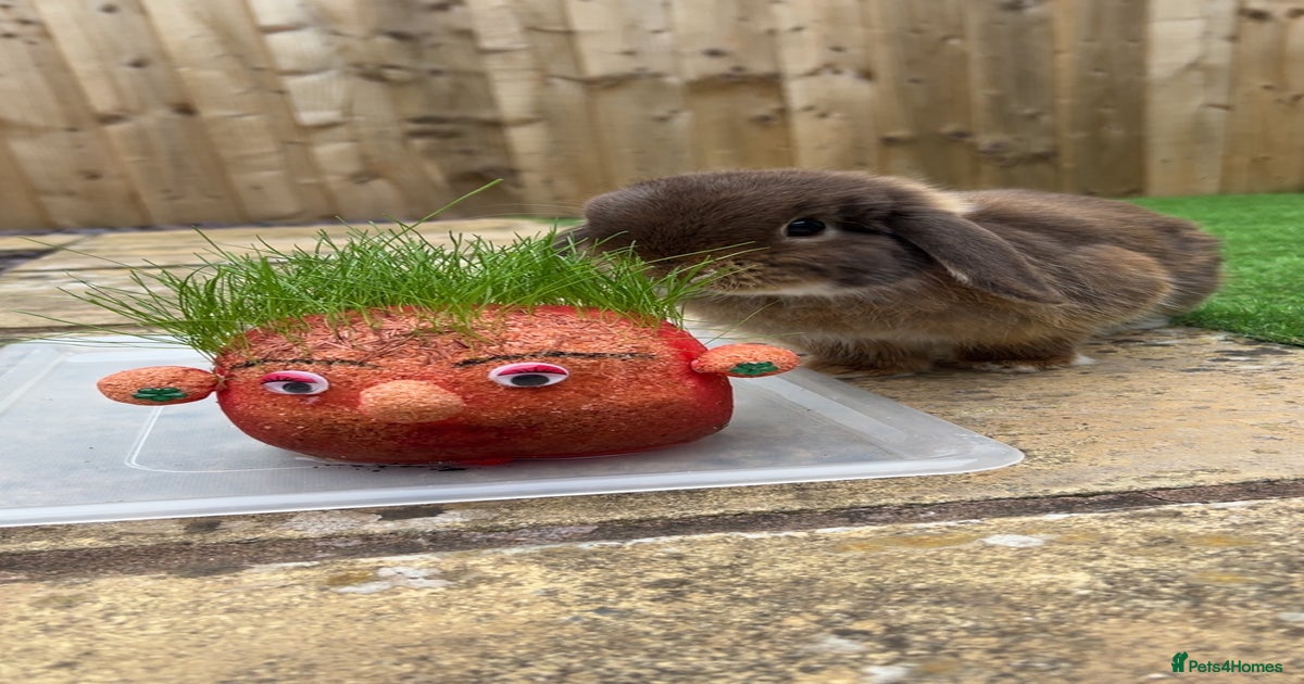 Chocolate mini lop for sale in Leominster | Pets4Homes