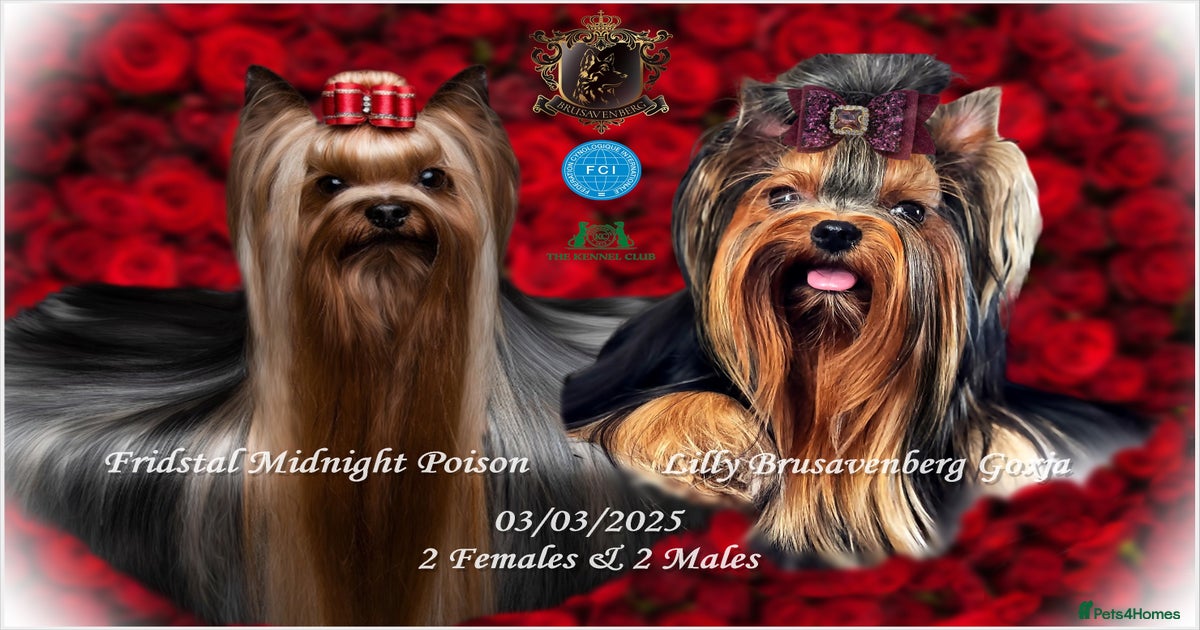 SHOW LINES YORKIE PUPPIES KC REGISTERED DNA for sale in Manchester ...