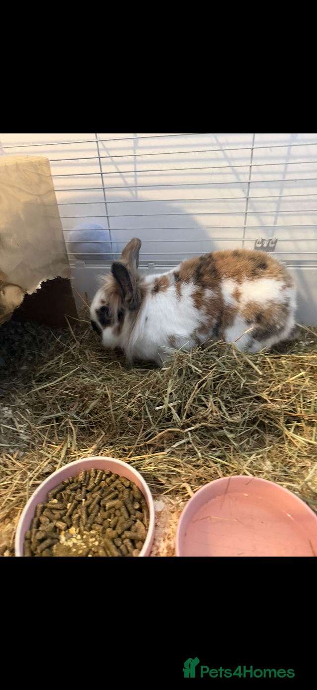 Neutered male lion head for sale in Colne | Pets4Homes