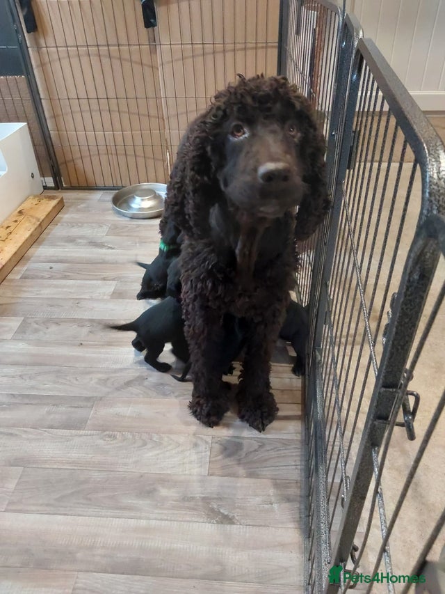 Irish Water Spaniel mum and Fox Red Labrador dad for sale in Doncaster ...