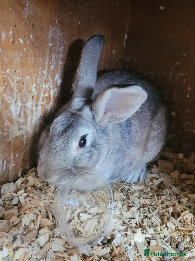 'Buddy' Chinchilla Belgian Hare buck for sale in Cullompton | Pets4Homes