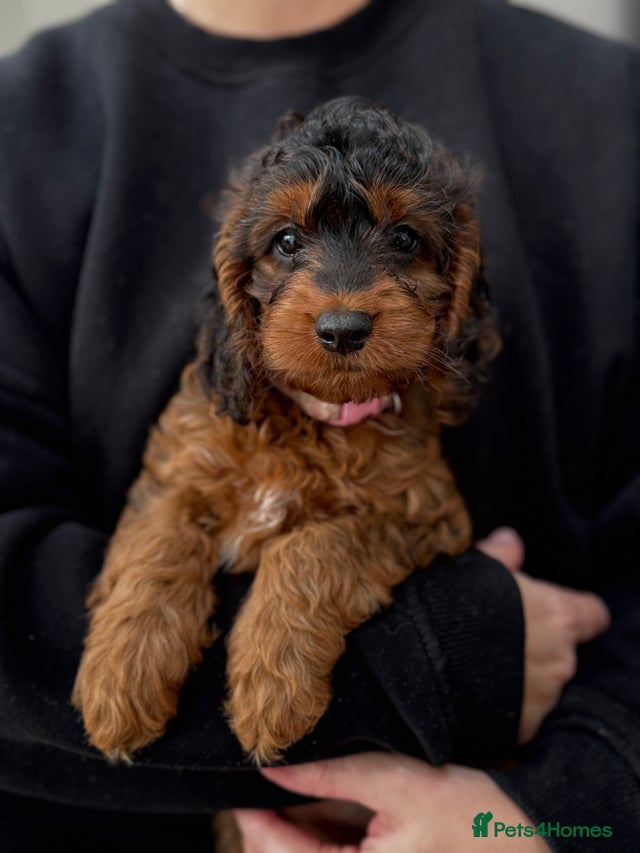 Stunning Health Tested F1 Show Cockapoo puppies for sale in Bexleyheath ...