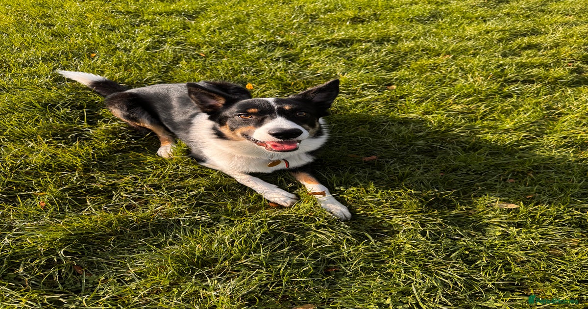 Border Collie x Sheep Dog for stud in Bolton | Pets4Homes