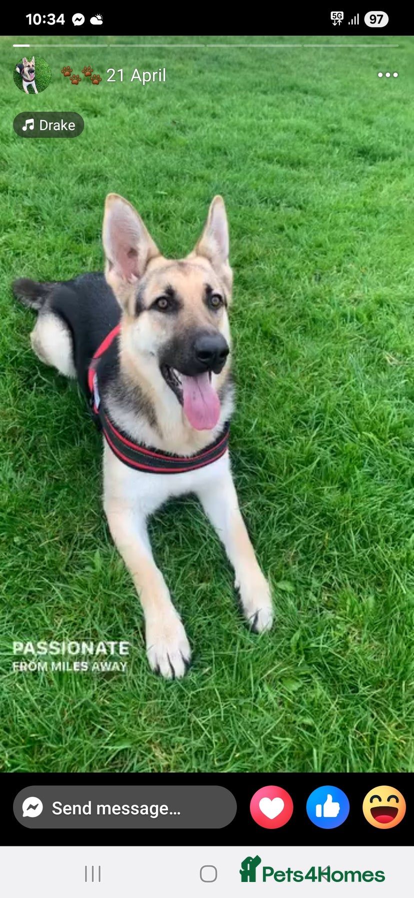 German shepherd girl for sale in Keighley | Pets4Homes