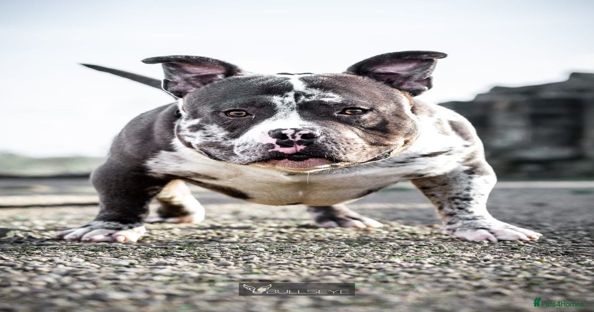 ABKC POCKET BULLY STUD for stud in Worcester | Pets4Homes