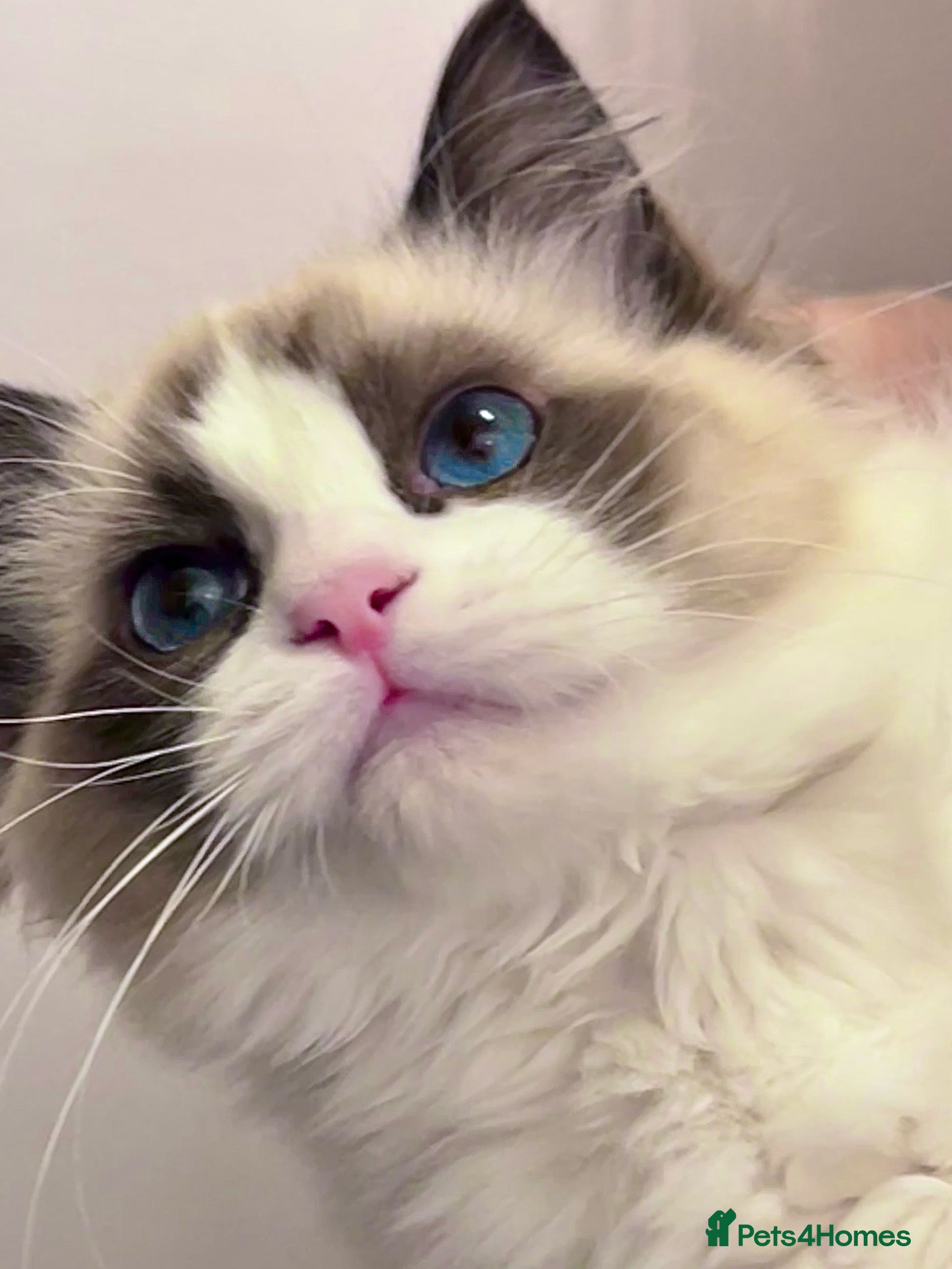 Beautiful fluffy Kittens for sale | Pets4Homes