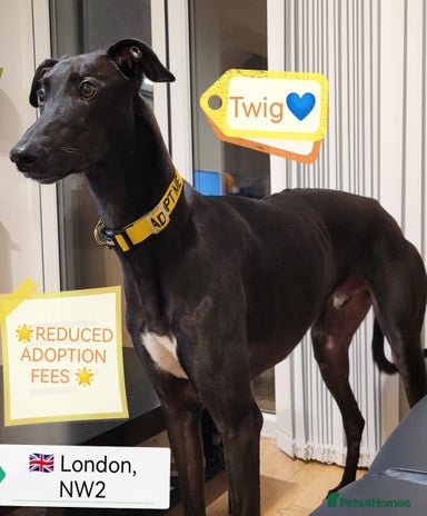 Free Dogs for adoption | Pets4Homes