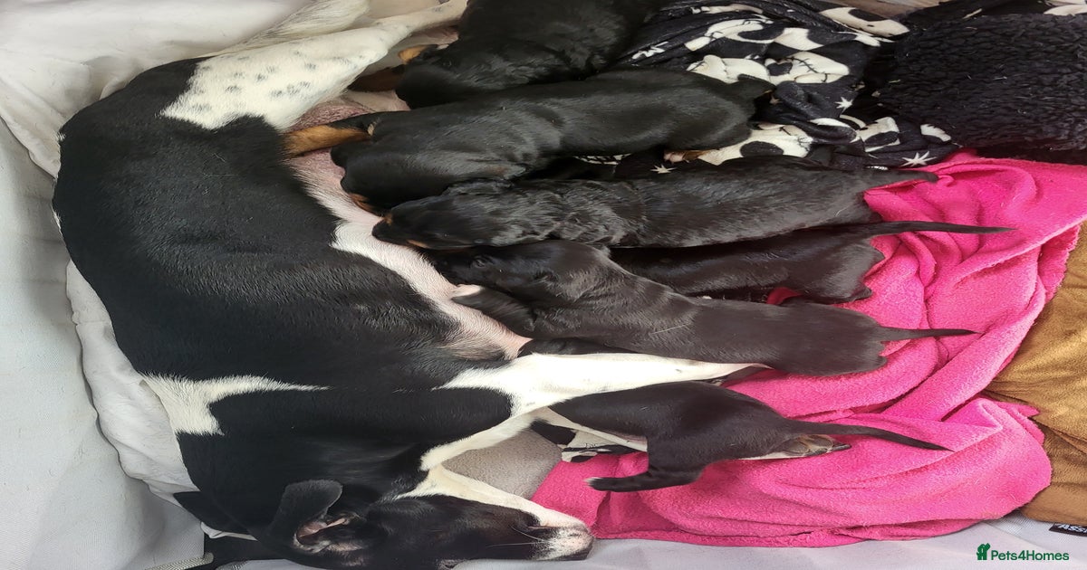 Jack spaniels for sale in Hartlepool | Pets4Homes