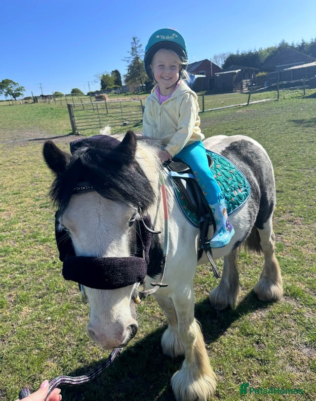 12.2 Chunky Cob for sale in Newcastle upon Tyne | Pets4Homes