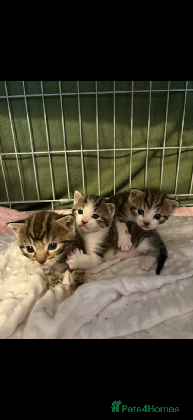 One boy kitten left for sale in Bampton | Pets4Homes