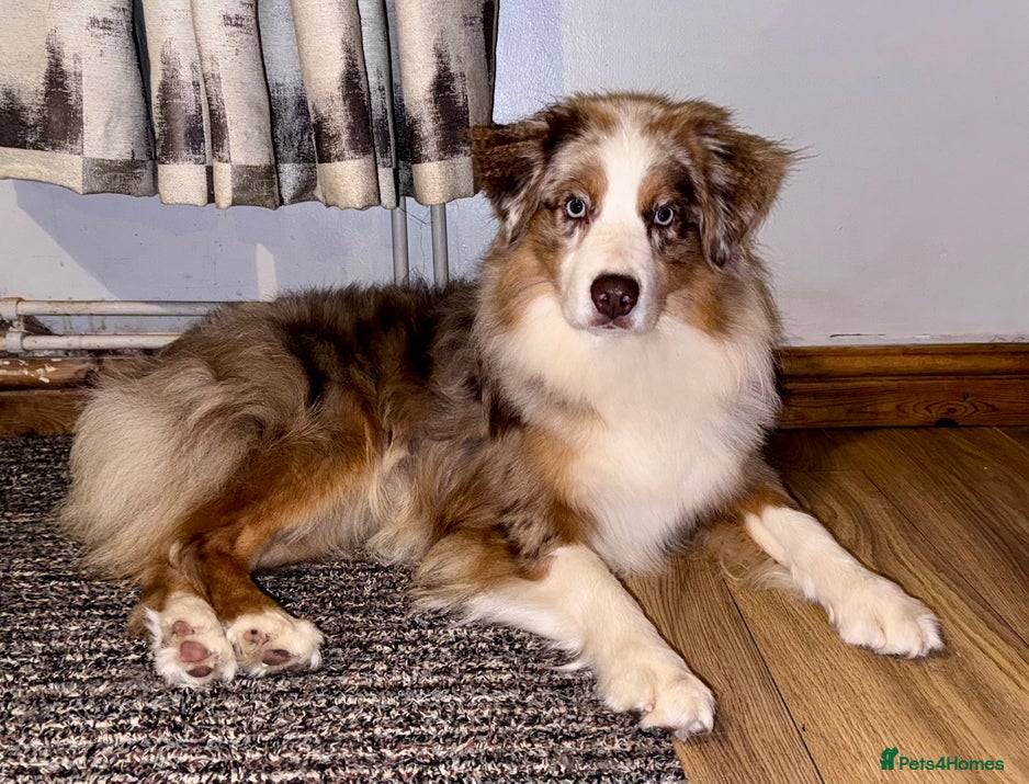 Red Merle Girl for sale in Market Harborough | Pets4Homes