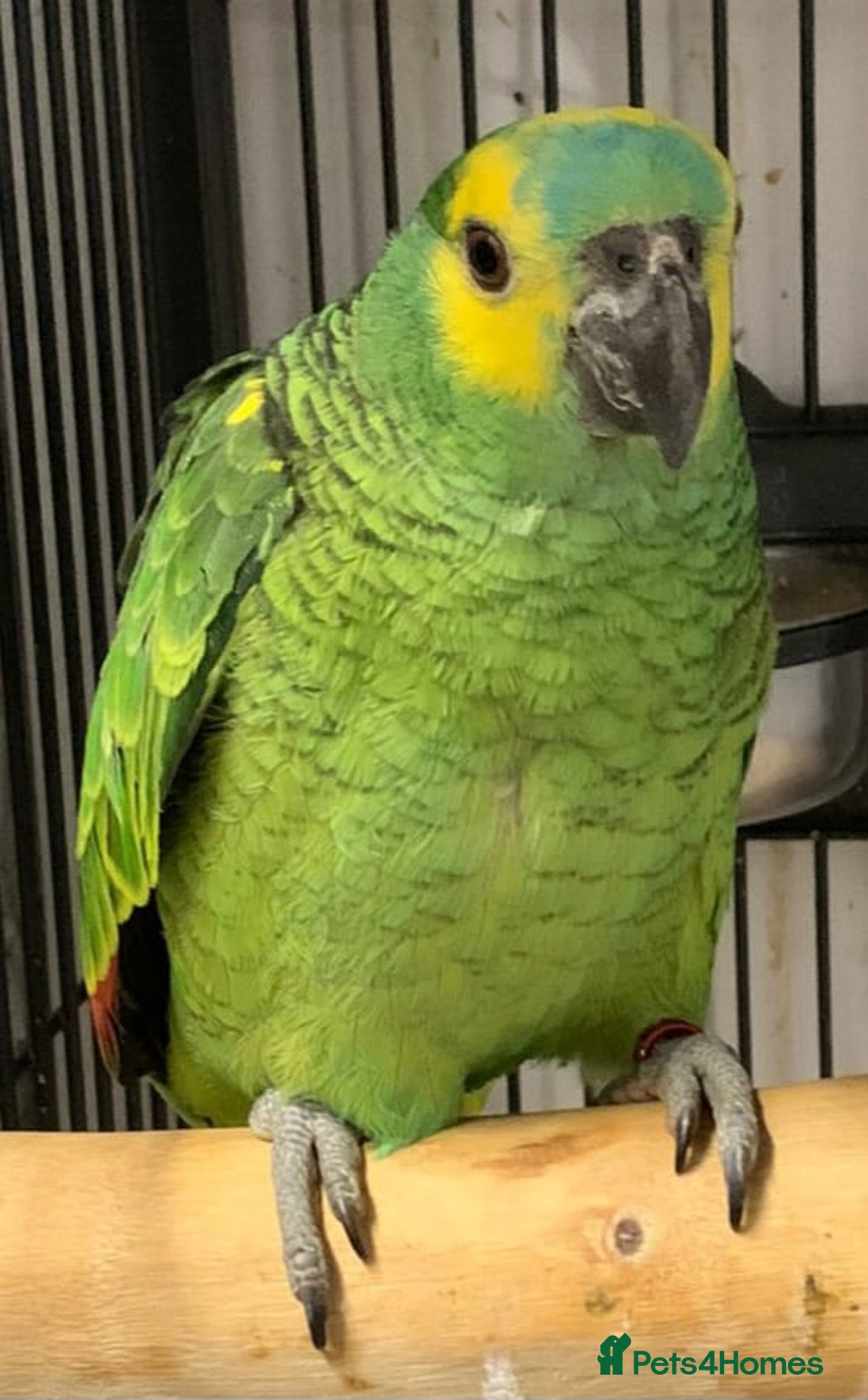 Amazon Parrots birds for sale | Pets4Homes
